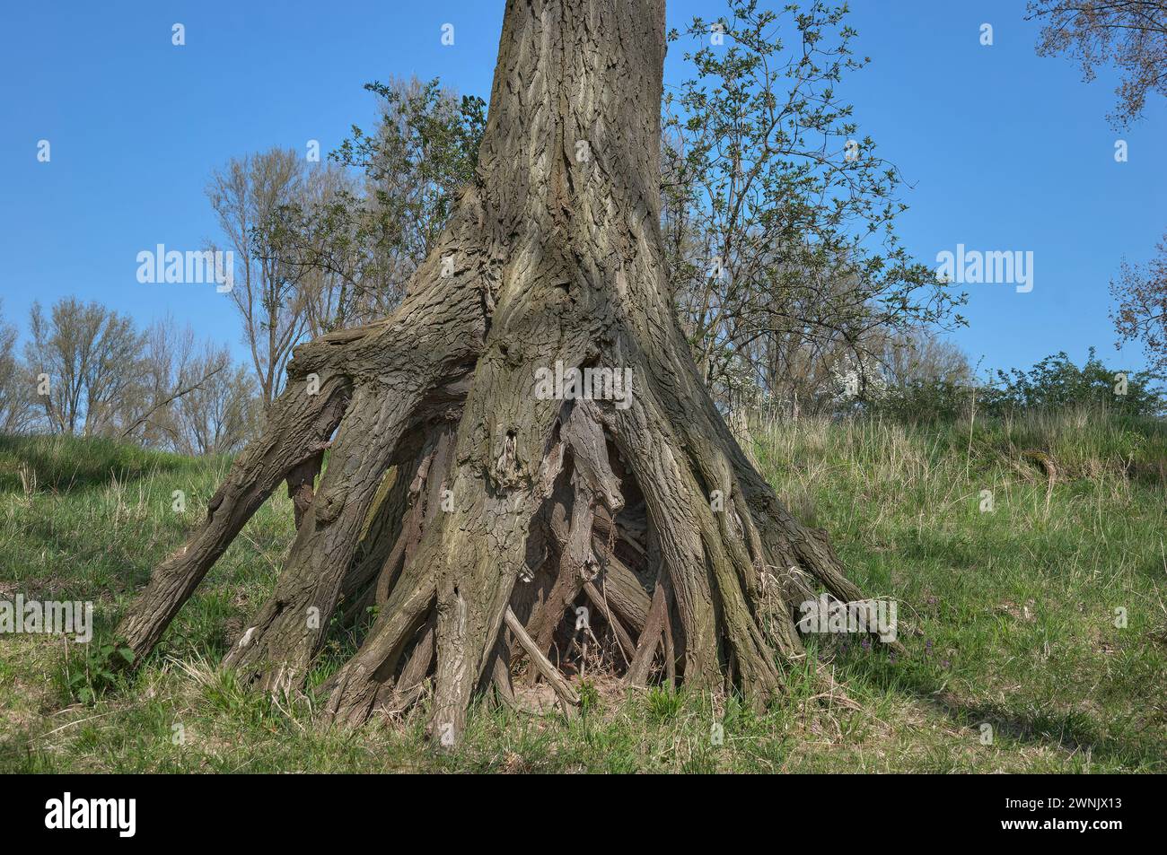 black poplar stilt root resp.Populus nigra in Urdenbacher Kämpe Nature ...