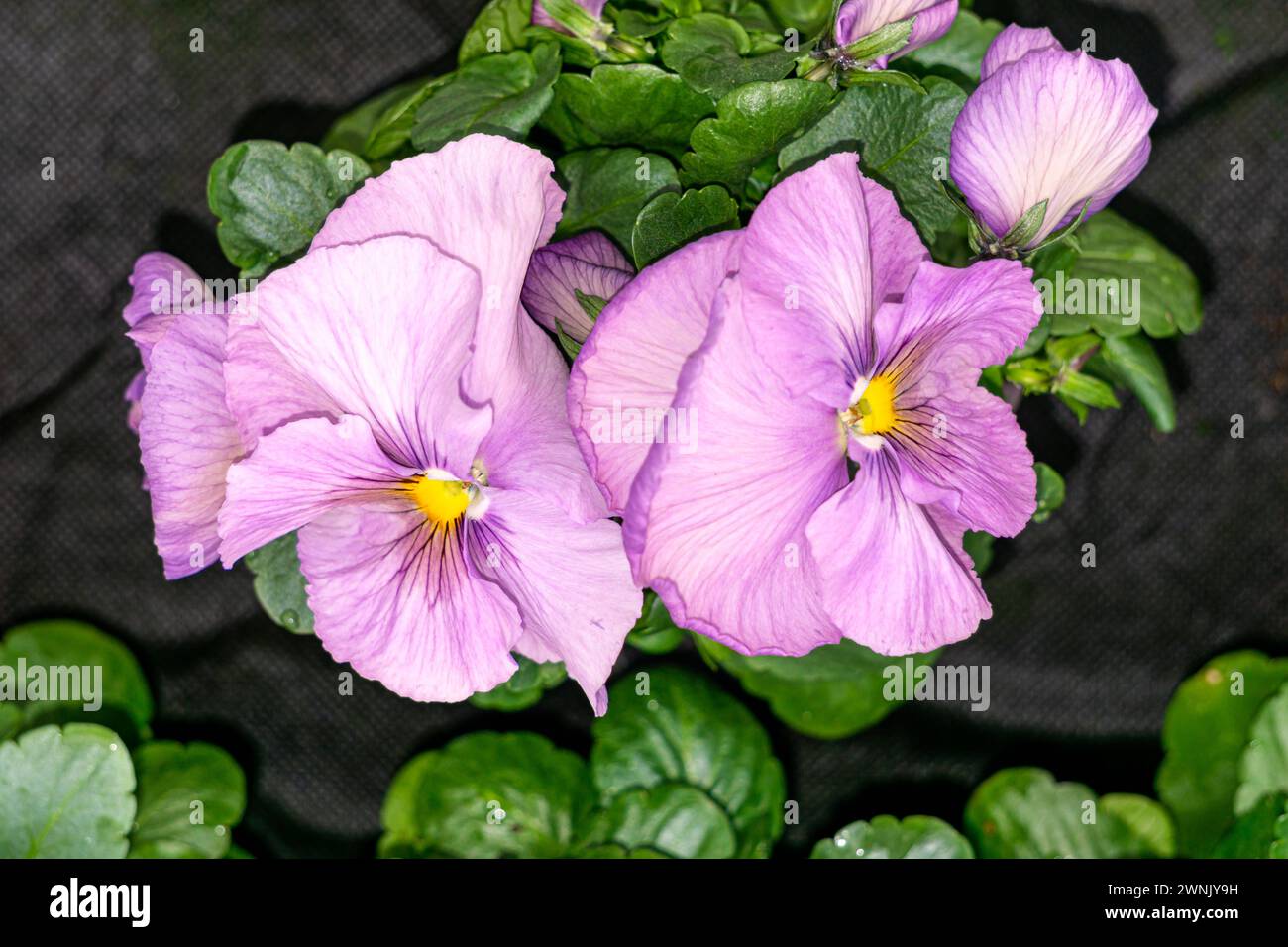 Two pink pansy flowers in a greenhouse Stock Photo - Alamy