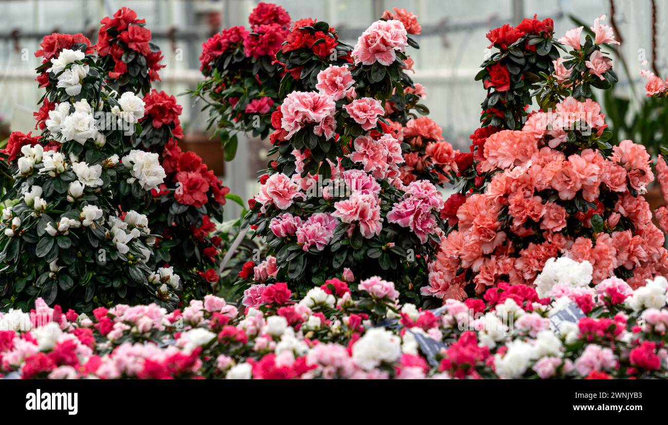Multi-colored azalea flowers in flower pots in a greenhouse Stock Photo ...