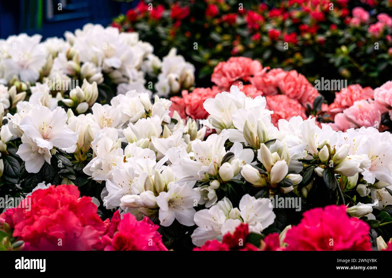 Multi-colored azalea flowers in flower pots in a greenhouse Stock Photo ...