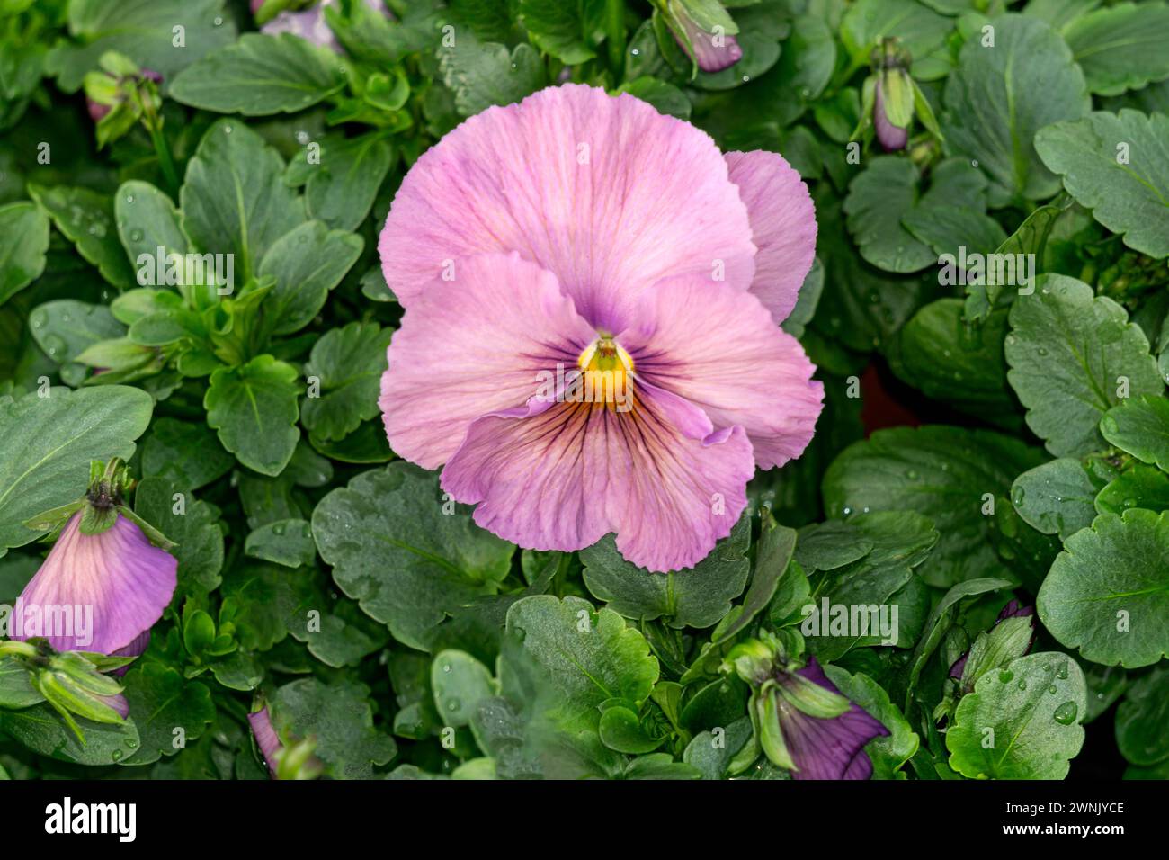 One large pink pansy flower in a greenhouse Stock Photo - Alamy