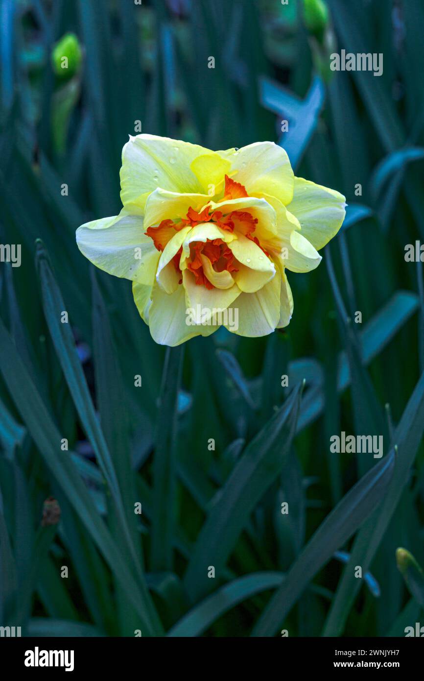 Narcissus in a greenhouse hi-res stock photography and images - Alamy