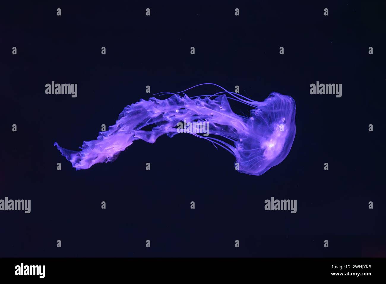 Black sea nettle, Chrysaora achlyos swimming in dark water of aquarium ...