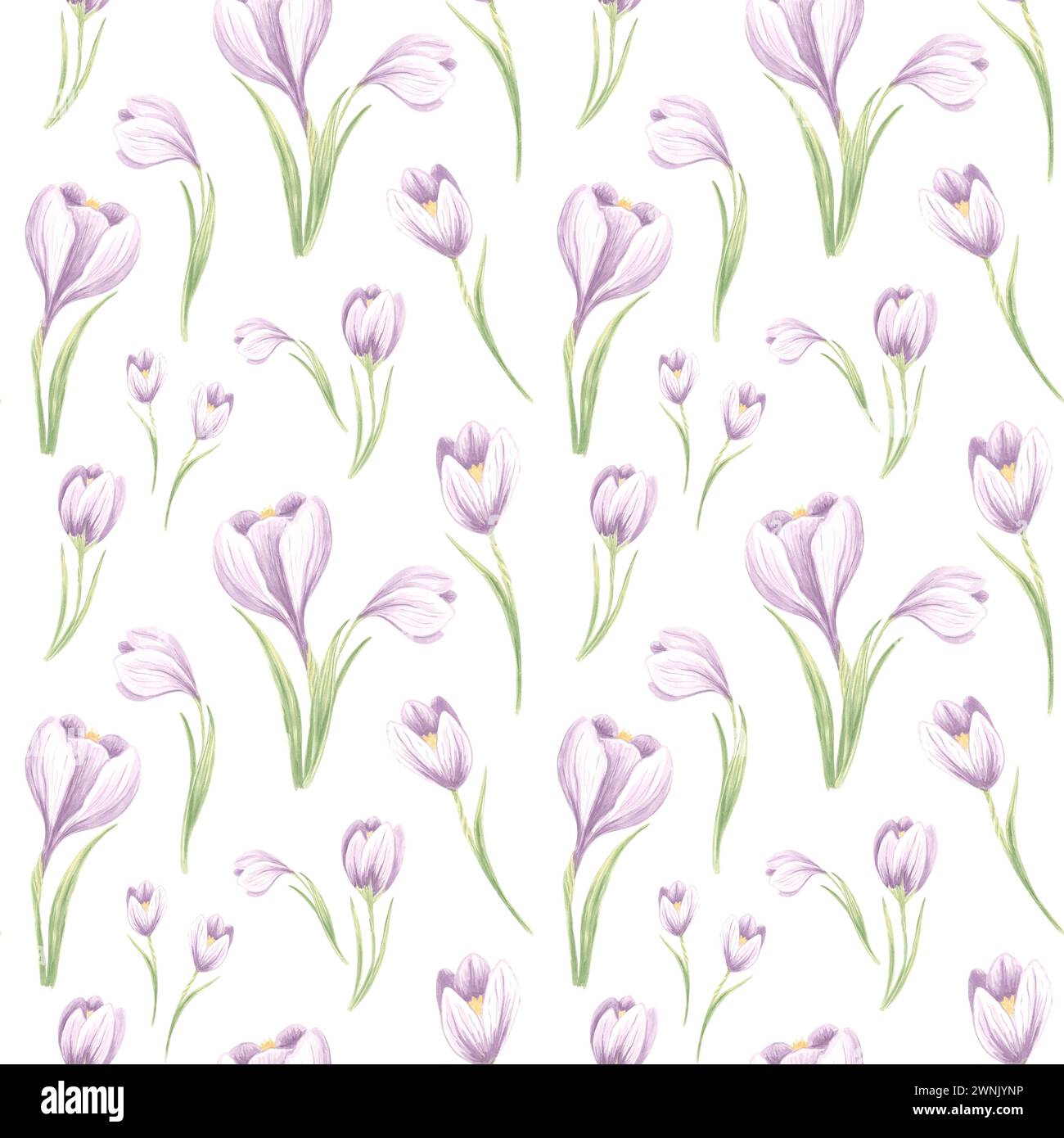 Seamless pattern from violet crocuses with green leaves on white ...