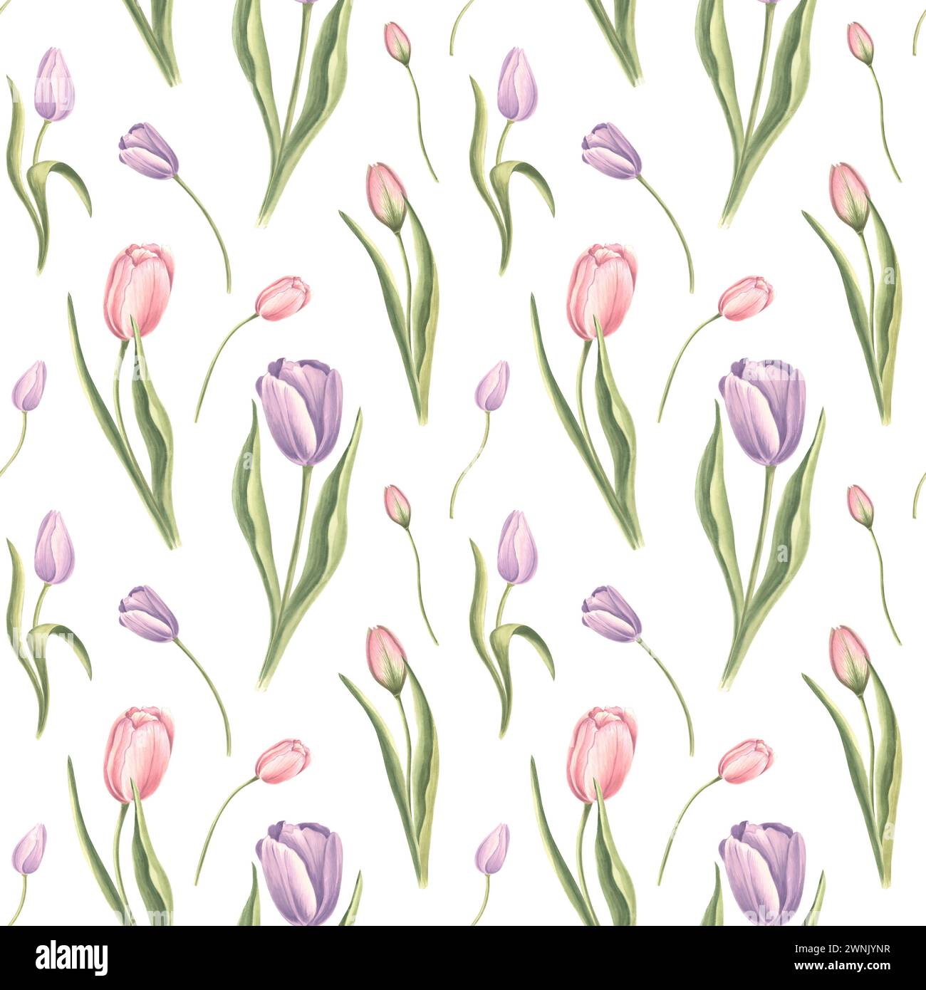 Seamless pattern from purple pink tulips with leaves on a white ...
