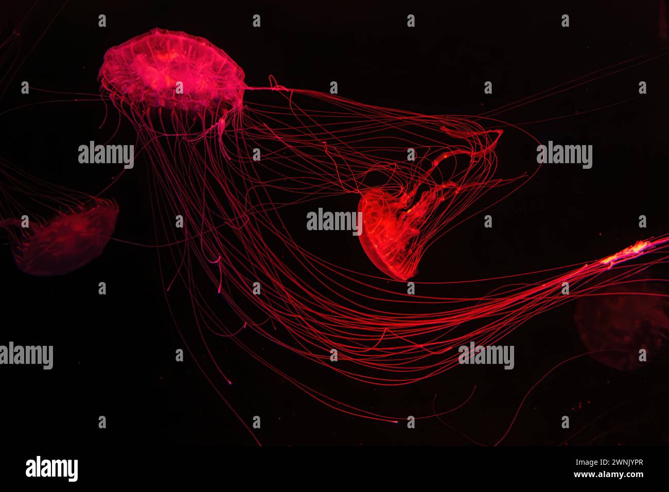 Atlantic sea nettle chrysaora quinquecirrha jellyfish swim underwater ...