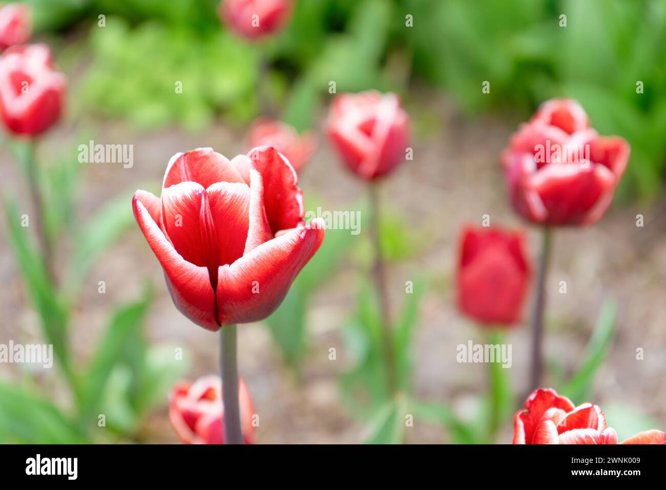 Spring tulip border hi-res stock photography and images - Alamy