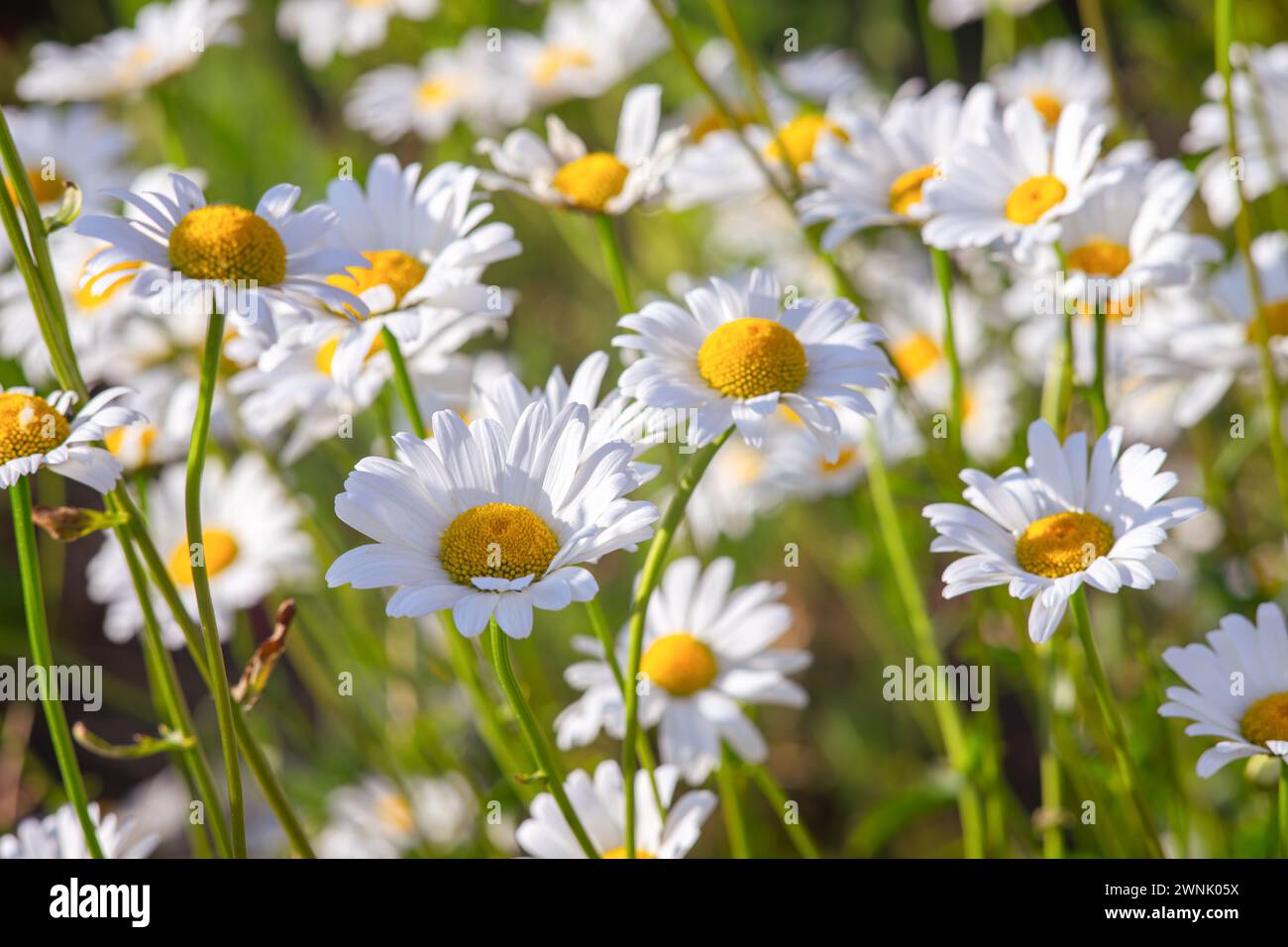 Wild daisy flowers growing on meadow, lawn, white chamomiles on green ...
