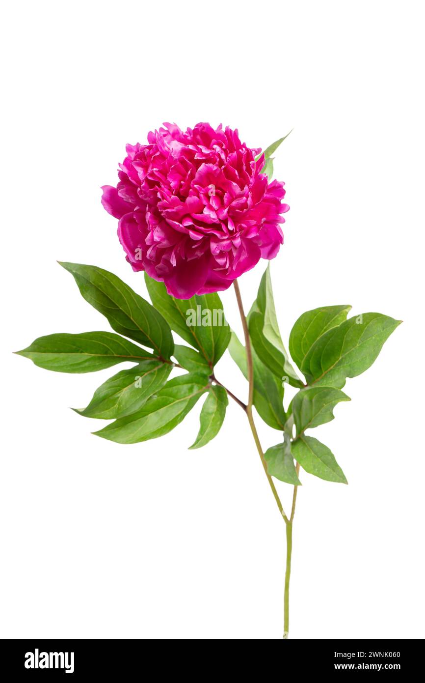 Fresh peony Cut Out Stock Images & Pictures - Alamy