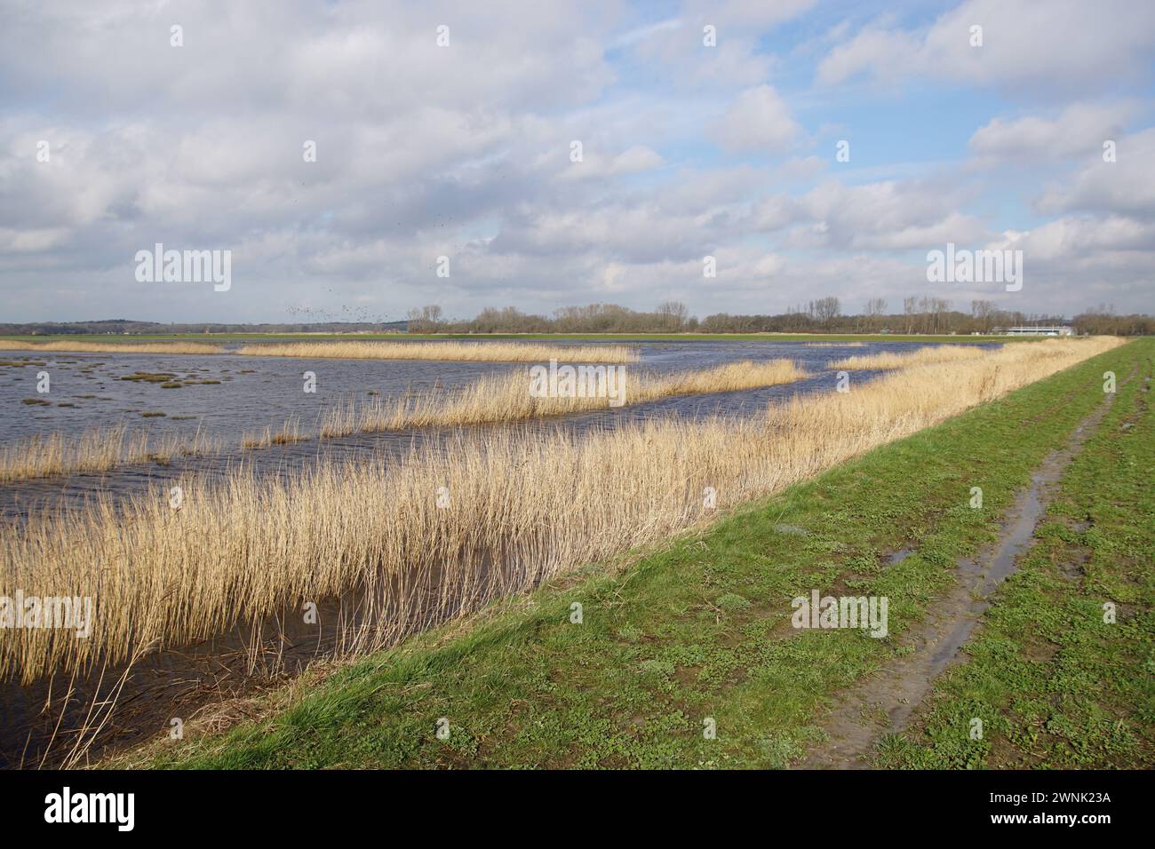 Polder water storage at very high rain water. Partially flooded to ...