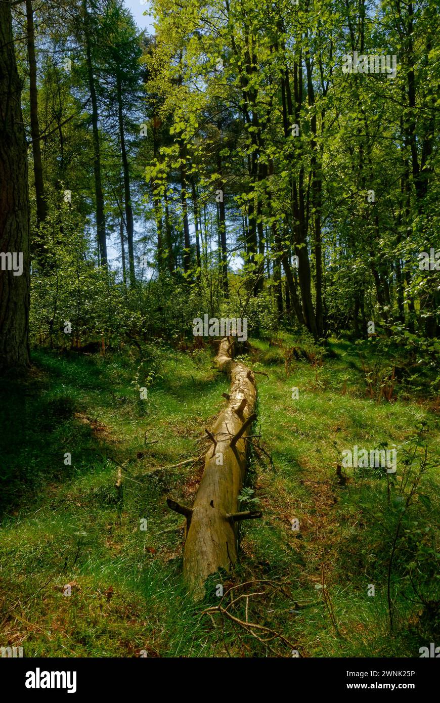 Woodland nature reserve dundee hi-res stock photography and images - Alamy