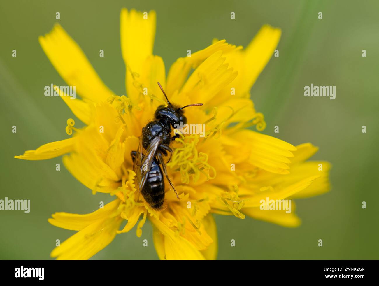 Shaggy bee (Panurgus calcaratus Stock Photo - Alamy