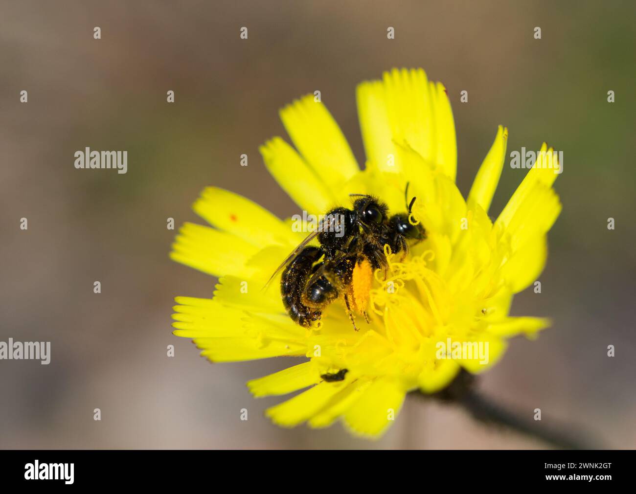 Panurgus calcaratus hi-res stock photography and images - Alamy
