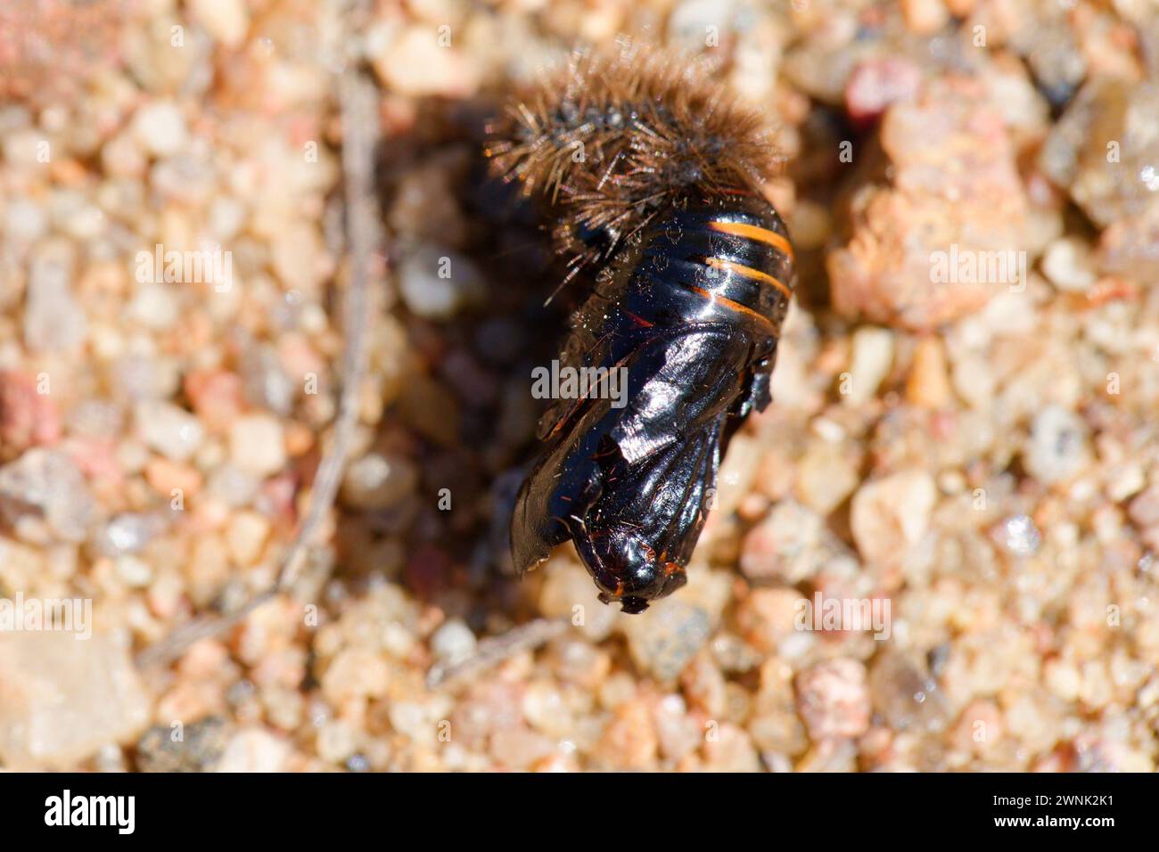 Ruby tiger moth pupae (Phragmatobia fuliginosa Stock Photo - Alamy