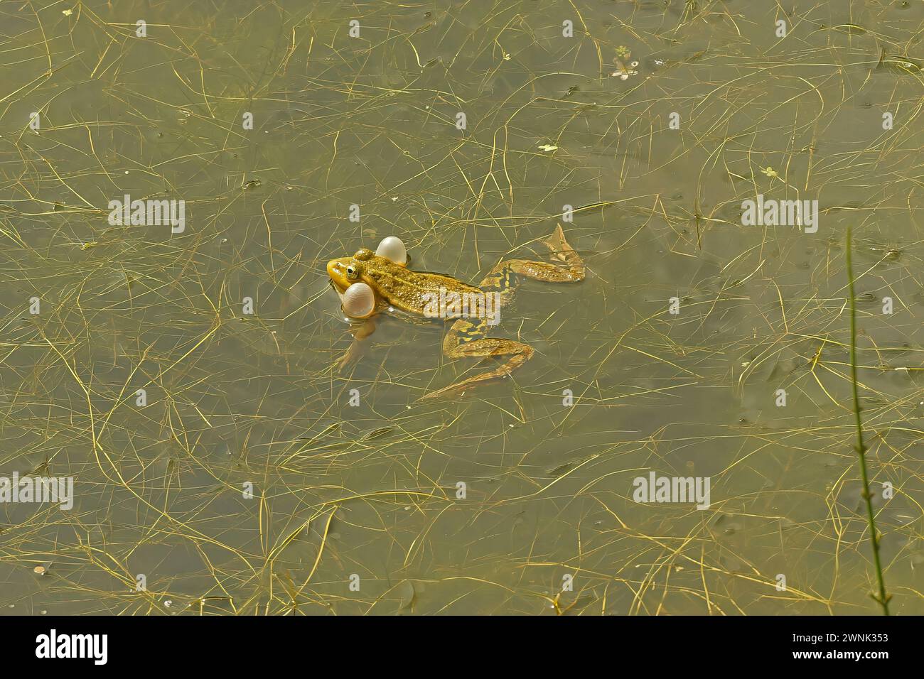 Natural closeup on a European pond frog , Phelophylax, floating in the ...