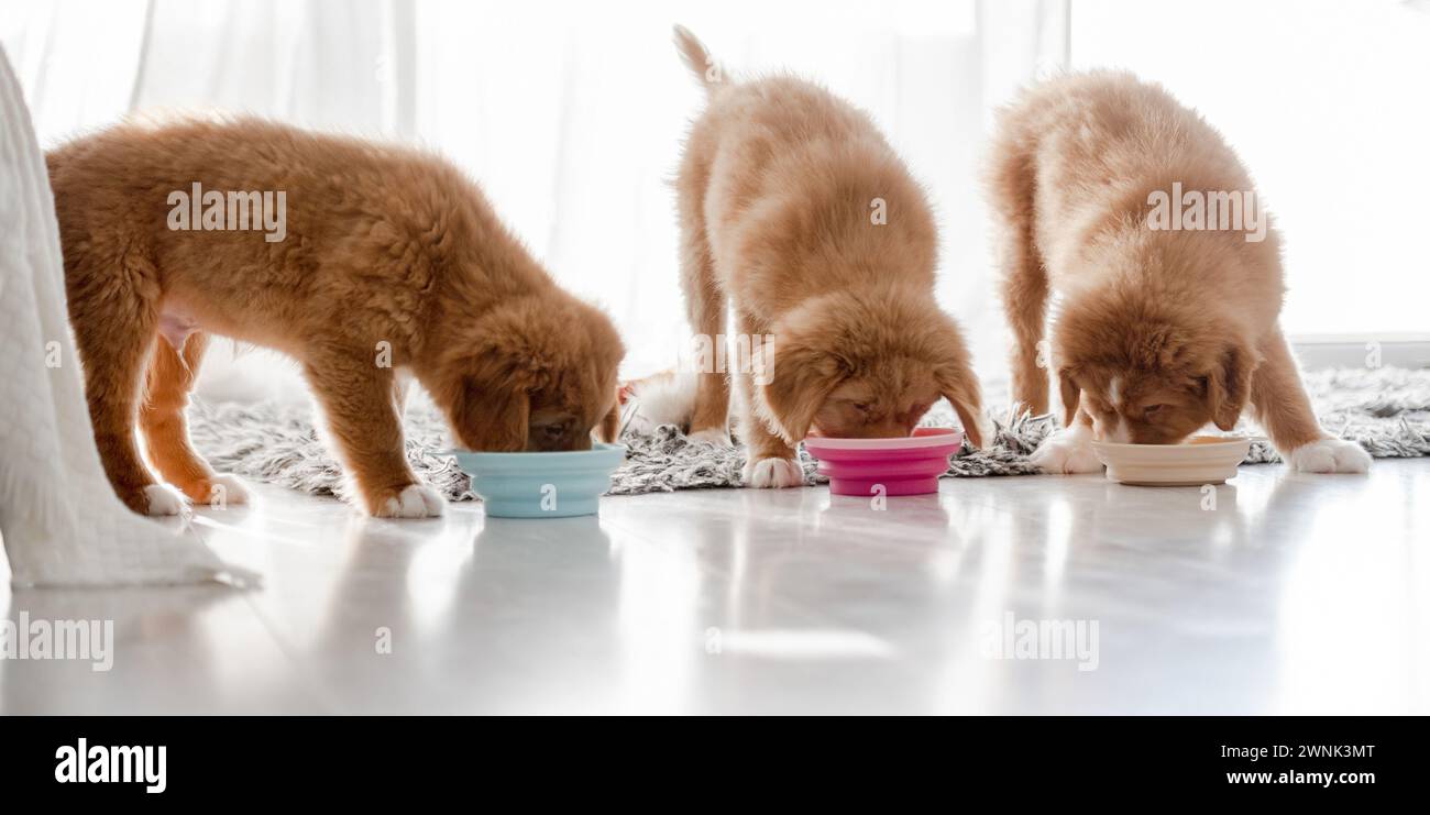 Three Toller Puppies Are Eating Food From Bowls At Home, A Nova Scotia ...