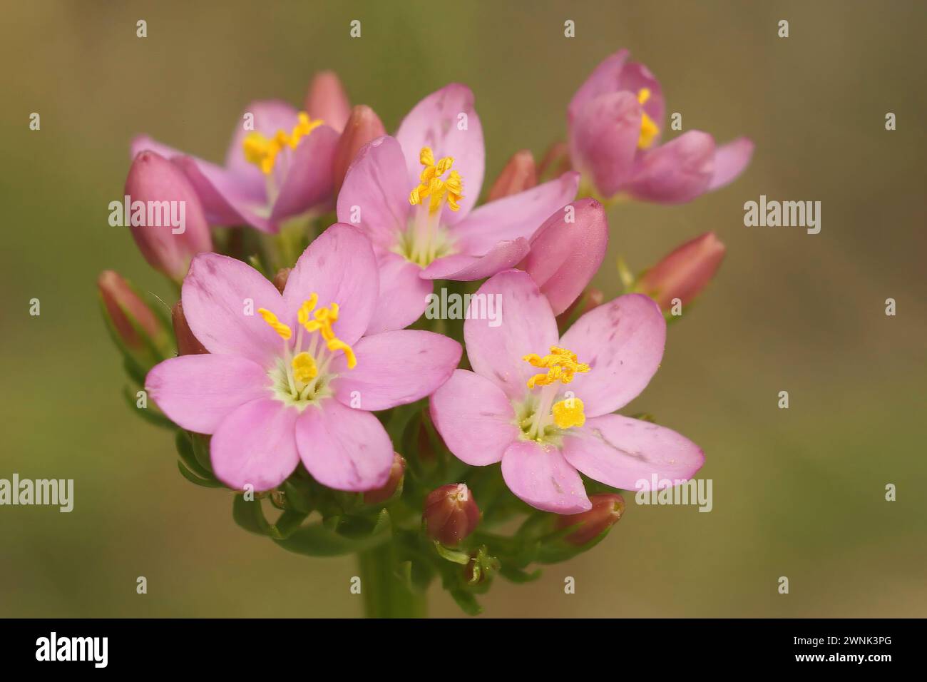 Natural closeup on hte soft pink flowering Common or European centaury ...