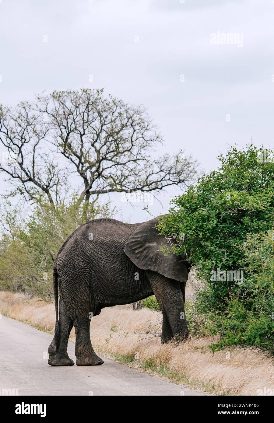 African elephant standing on side of road and eats leaves, hiding his ...