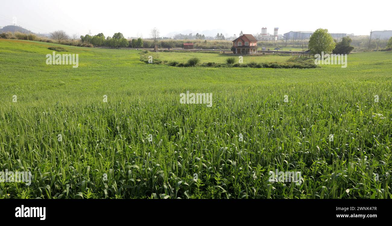 Laibin, China. 03rd Mar, 2024. LAIBIN, CHINA - MARCH 2, 2024 - A ...