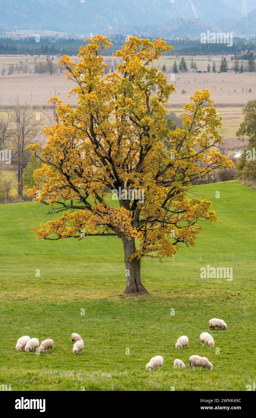 Sheep at the Murnauer Moos bog at a huge tree Stock Photo - Alamy