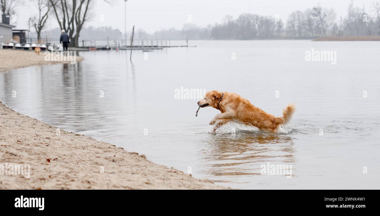 Golden Retriever Retrieves Stick From Water And Leaps Towards Shore In ...