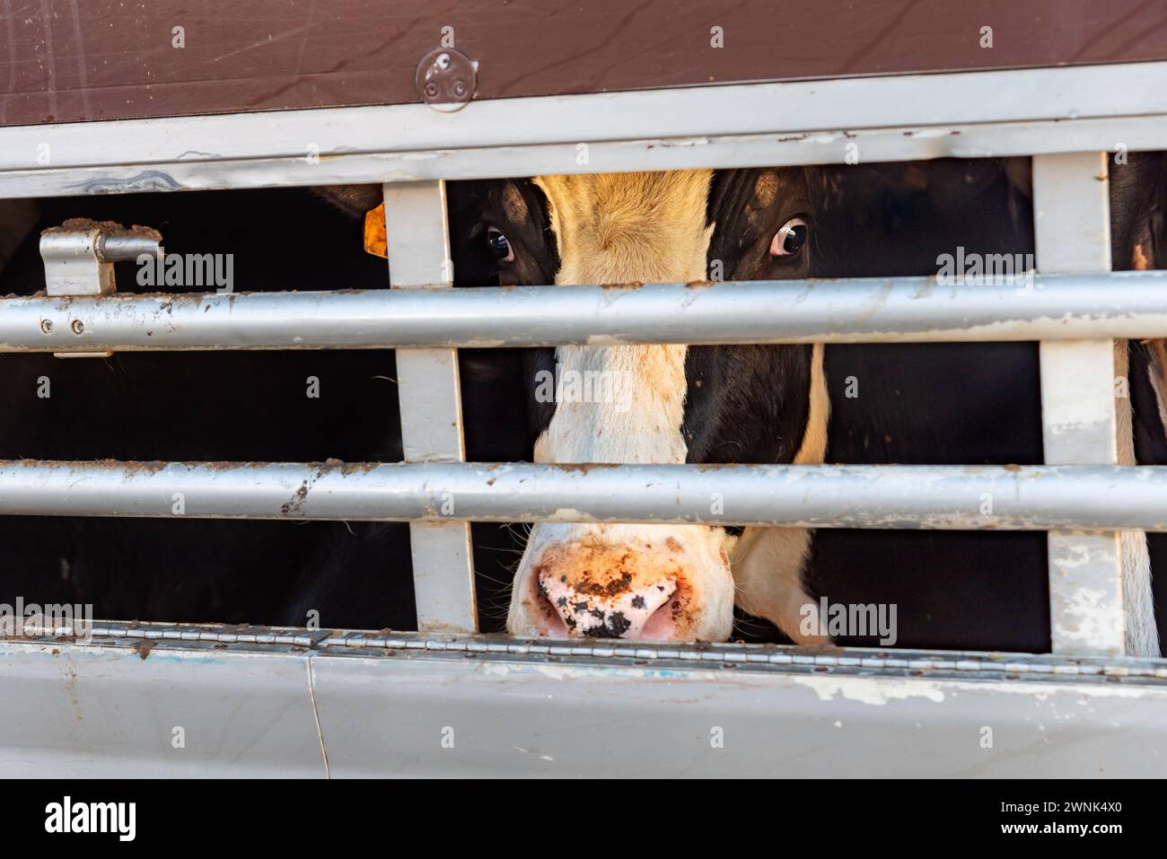 Transported cow hi-res stock photography and images - Alamy