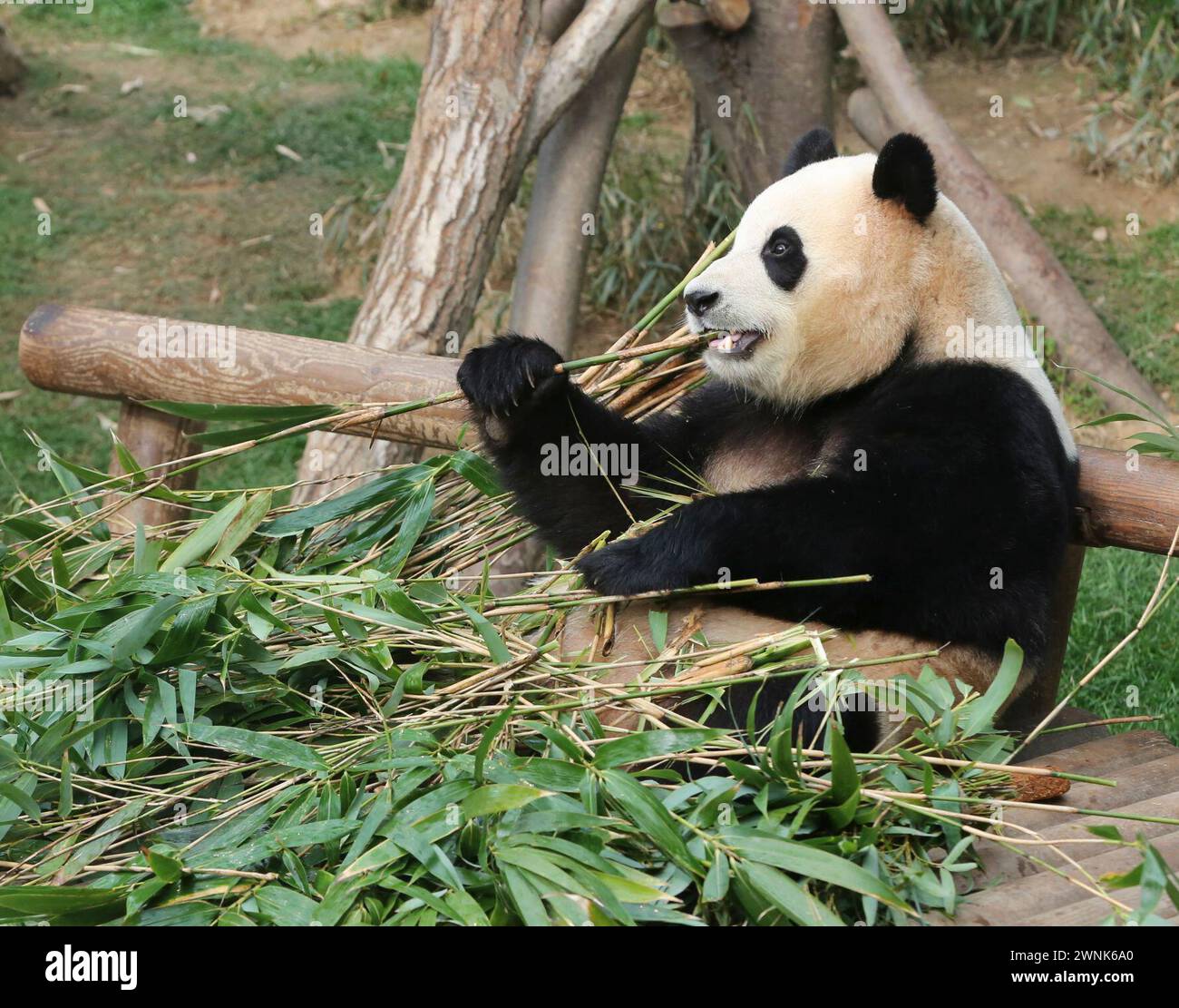 Everland theme park hi-res stock photography and images - Alamy