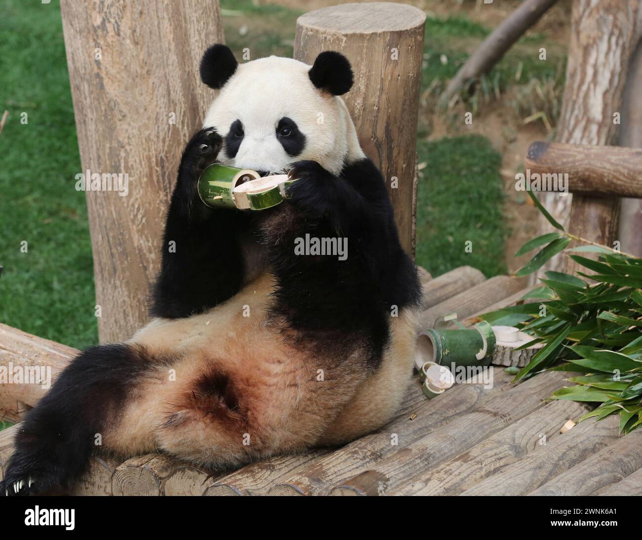 Seoul, South Korea. 3rd Mar, 2024. Giant panda Fu Bao eats food at ...