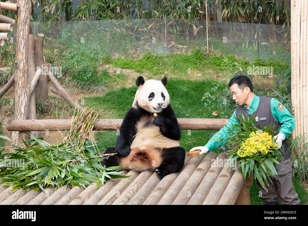 Seoul, South Korea. 3rd Mar, 2024. The keeper prepares food for giant ...