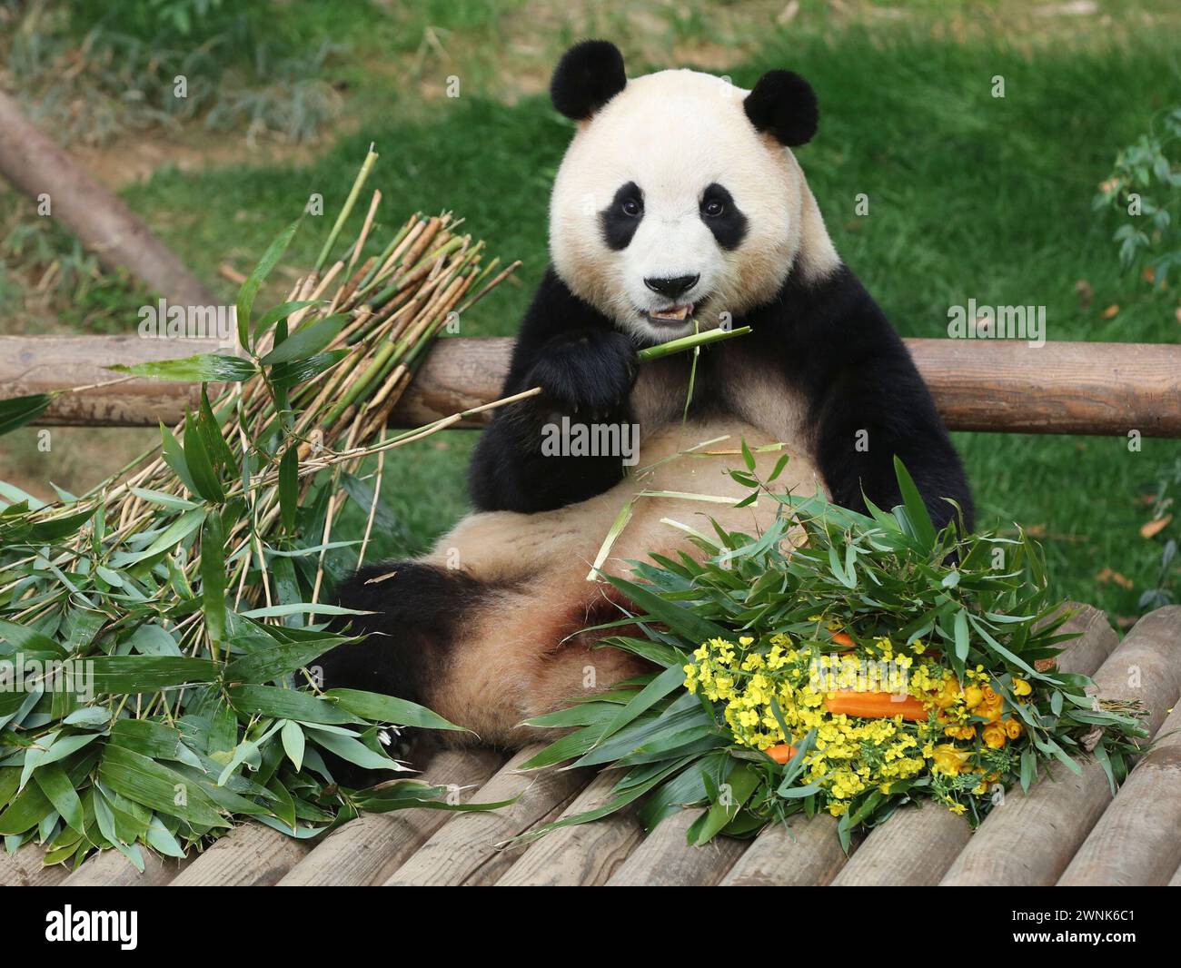 Seoul, South Korea. 3rd Mar, 2024. Giant panda Fu Bao eats food at ...
