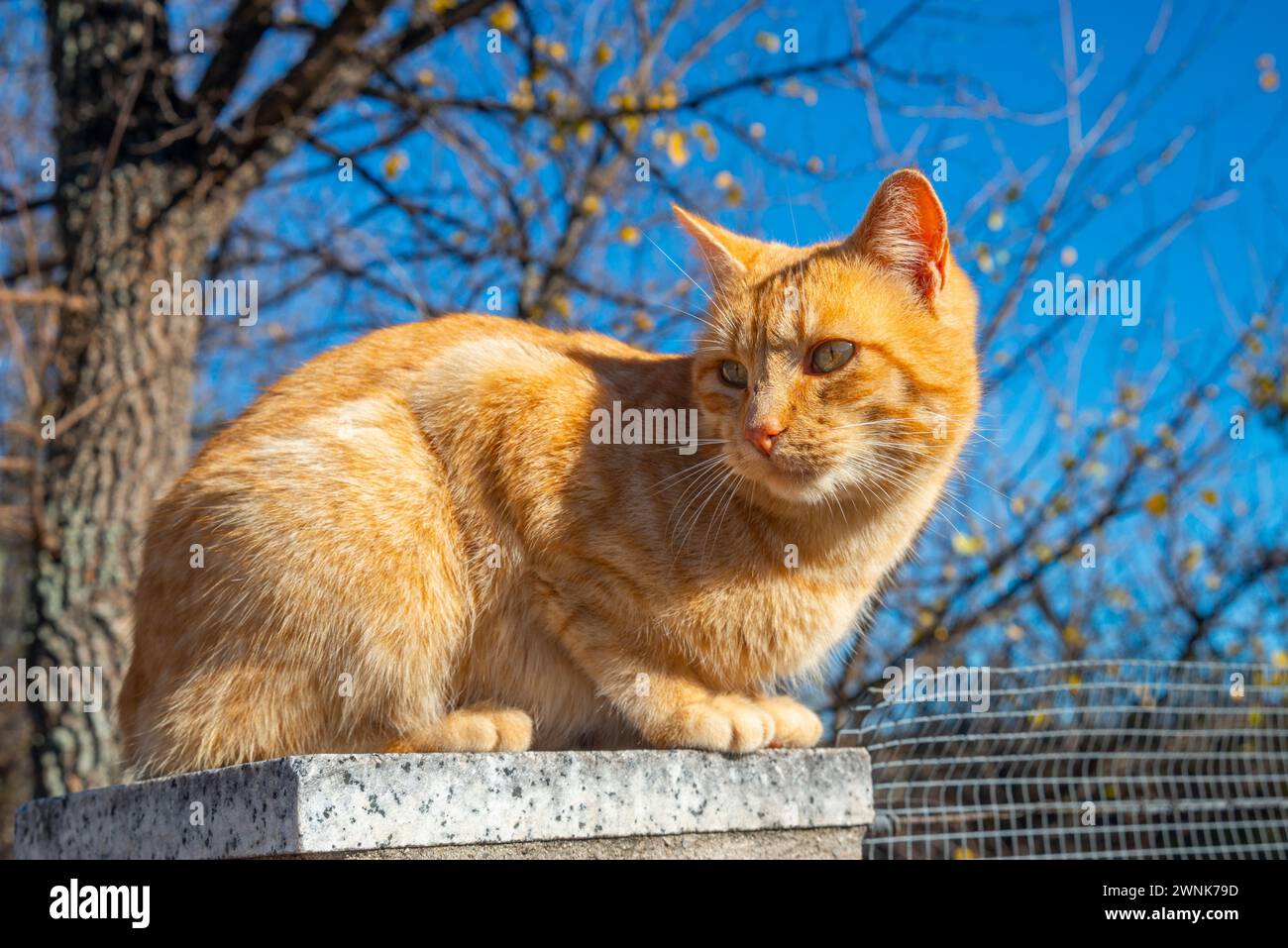 Orange tabby cat. Close view Stock Photo - Alamy