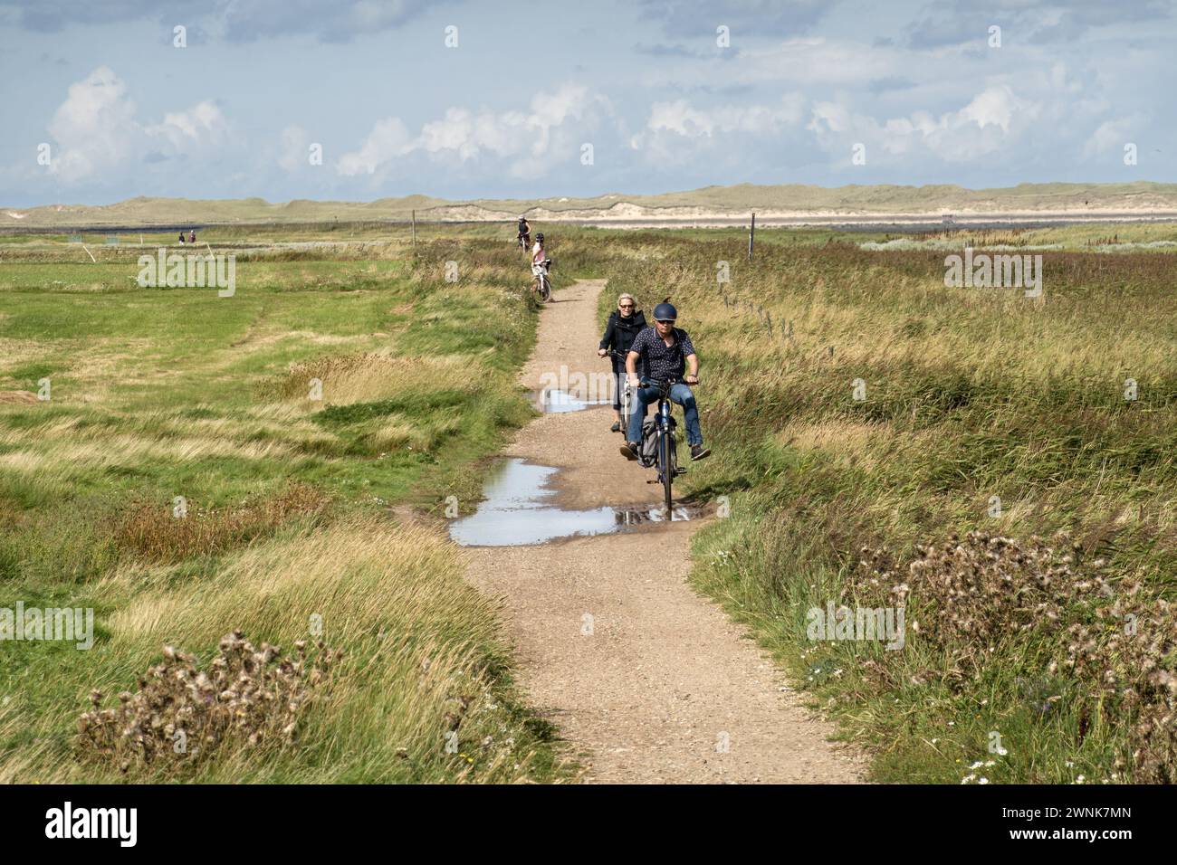 People cycling on bicycle path through salt marshes of Amrum island ...