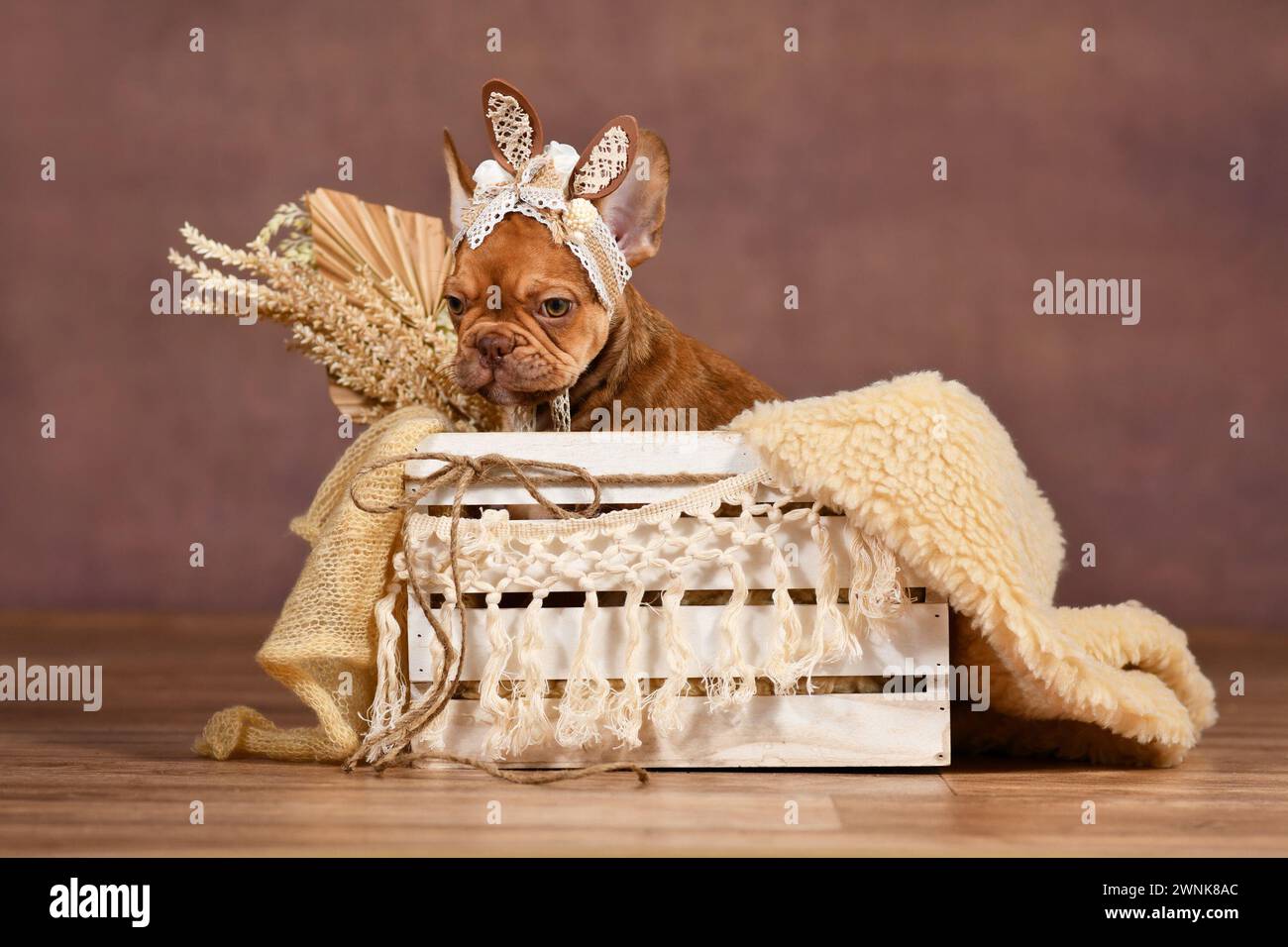 Mocca French Bulldog dog puppy with lace bunny ears in box in front of ...