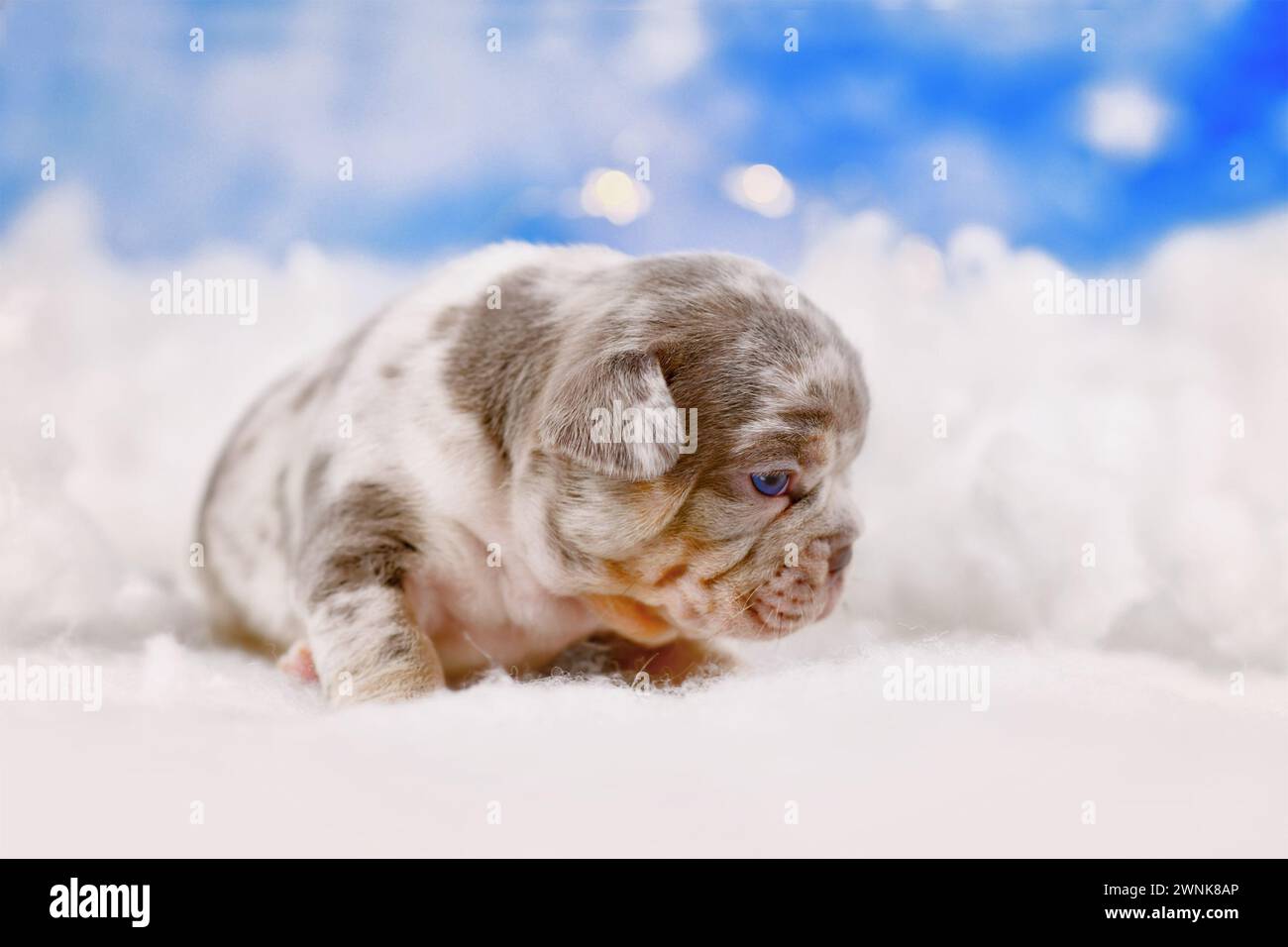Merle French Bulldog dog puppy with fluffy clouds Stock Photo - Alamy