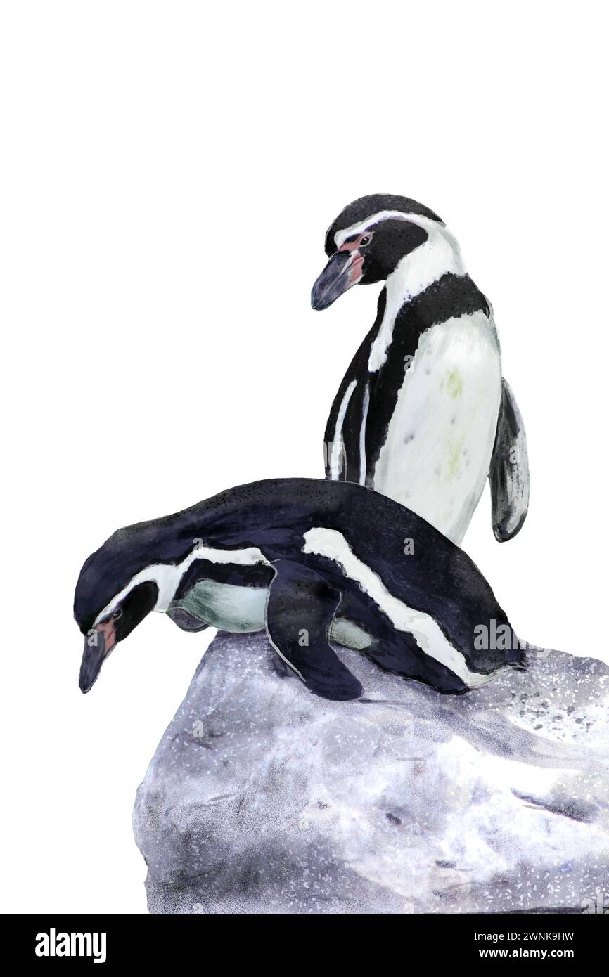 Two penguins together hi-res stock photography and images - Alamy
