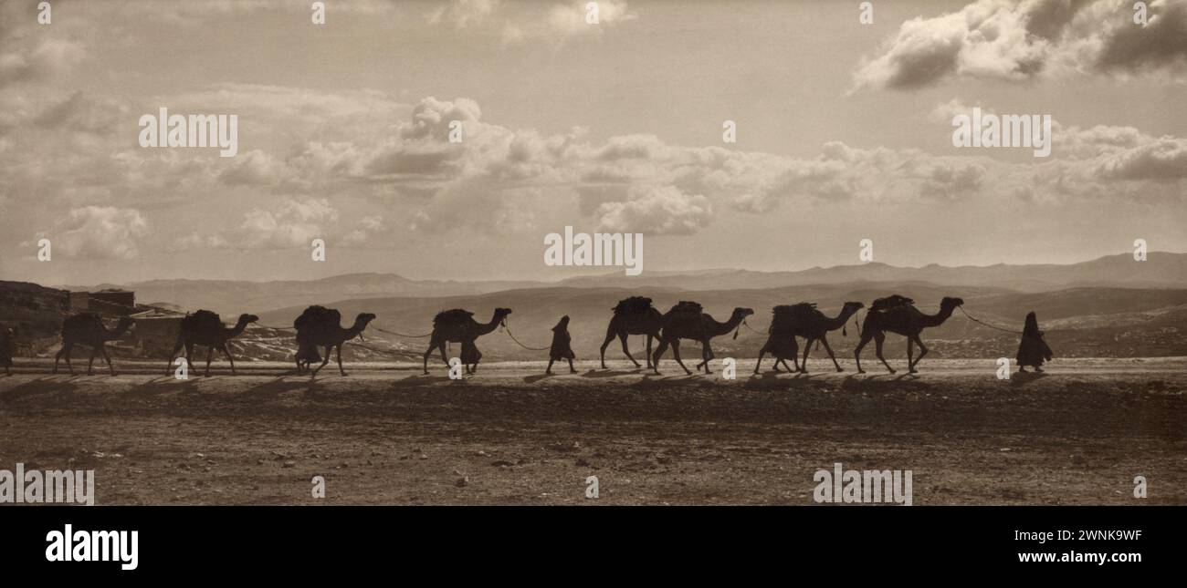"Egyptian camel transport passing over Mount Olivet, 1918 Stock Photo ...