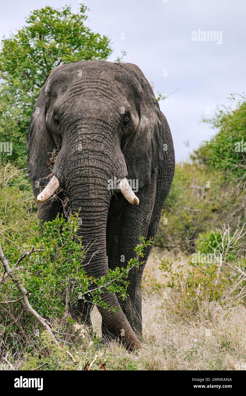 Elephants in bush kruger national hi-res stock photography and images ...