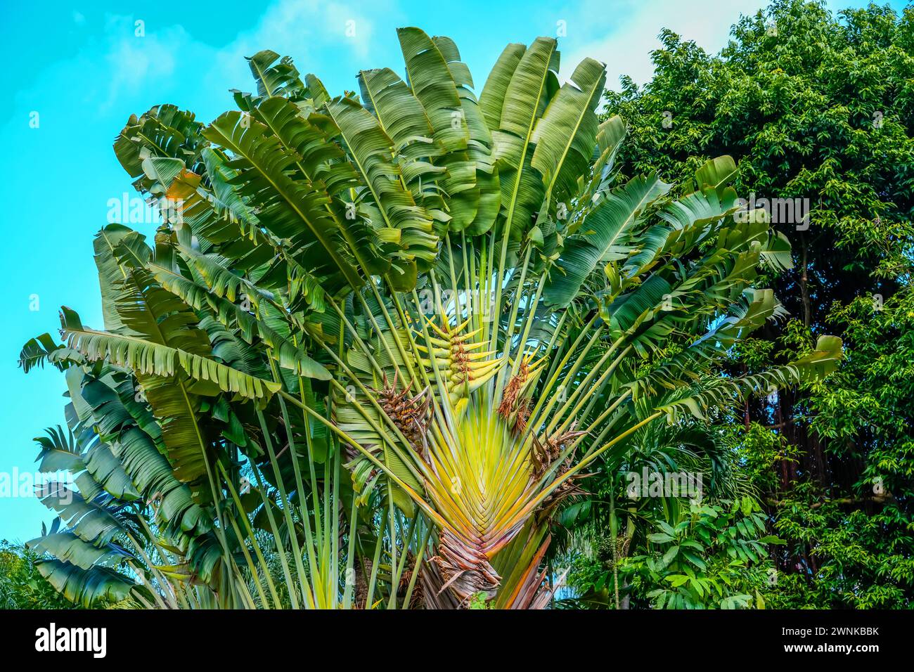 Large spreading crown Ravenala plant of the tropical zone Stock Photo ...