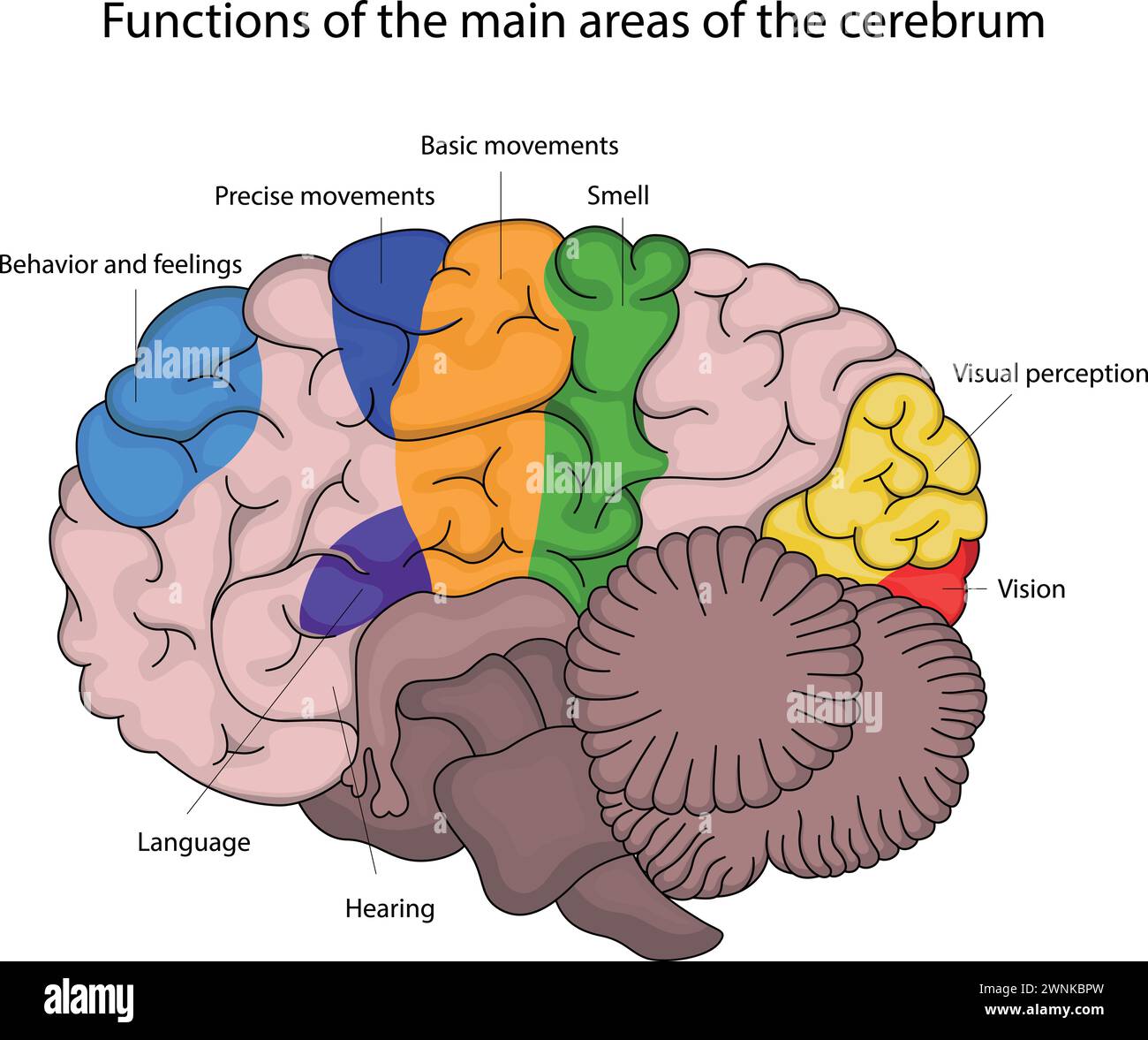 Left brain and right brain and side Cut Out Stock Images & Pictures - Alamy