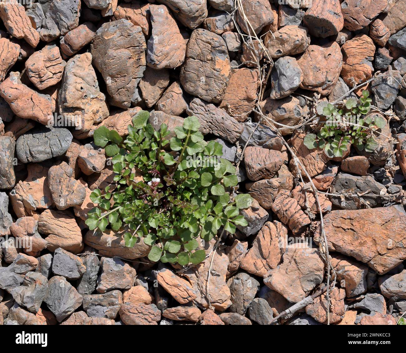 Weeds growing in patio stones. In this case these weeds are growing in ...