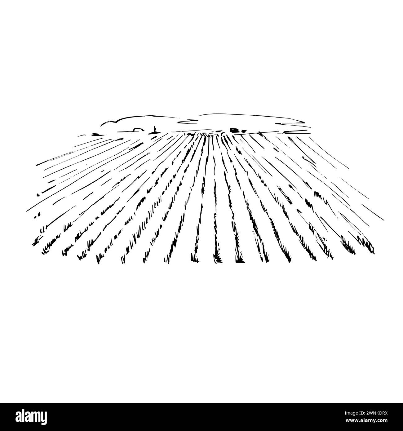 Rice plant drawing Stock Vector Images - Alamy