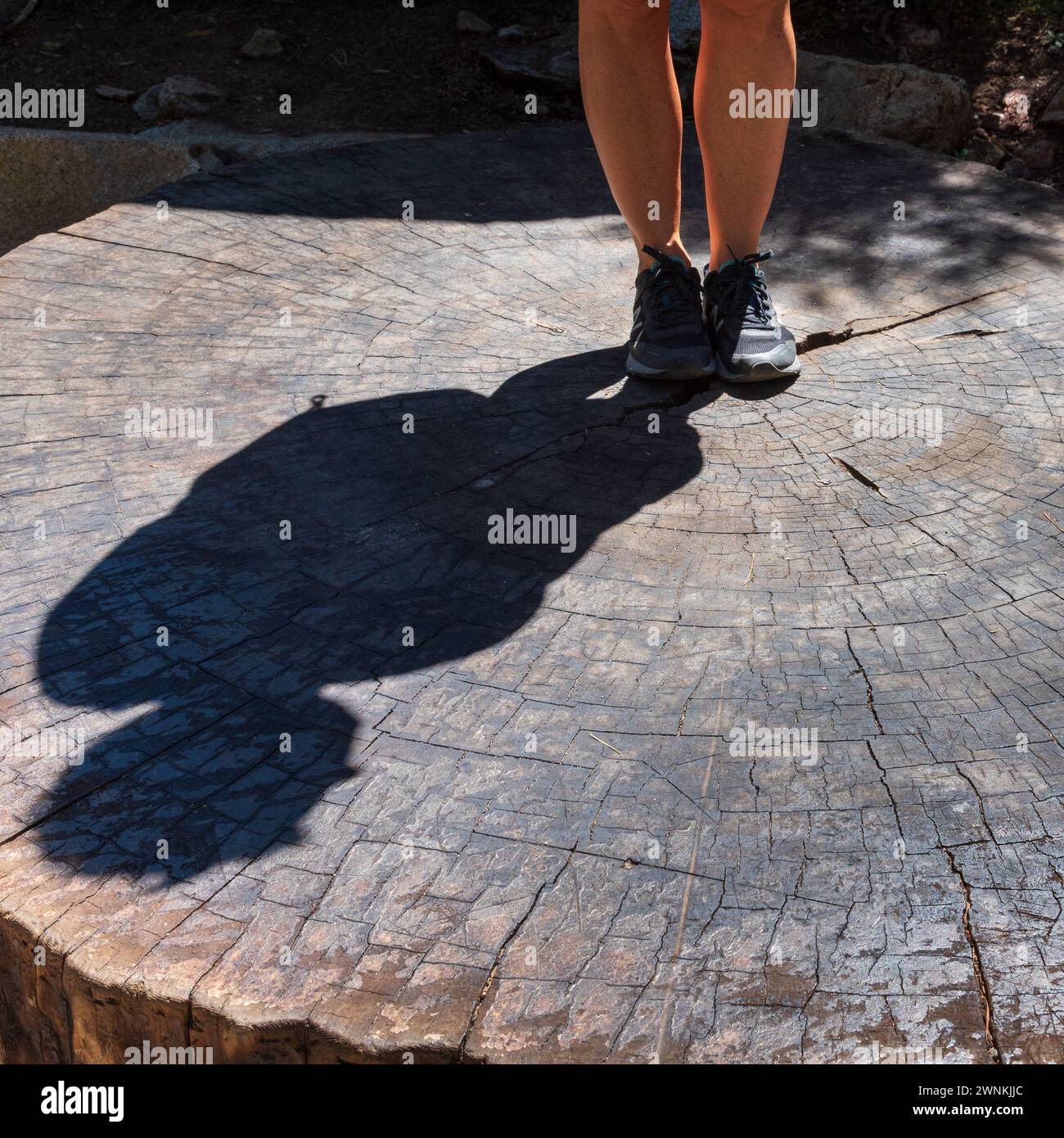 Legs, feet and shadow of a woman standing on a giant sequoia tree stump ...