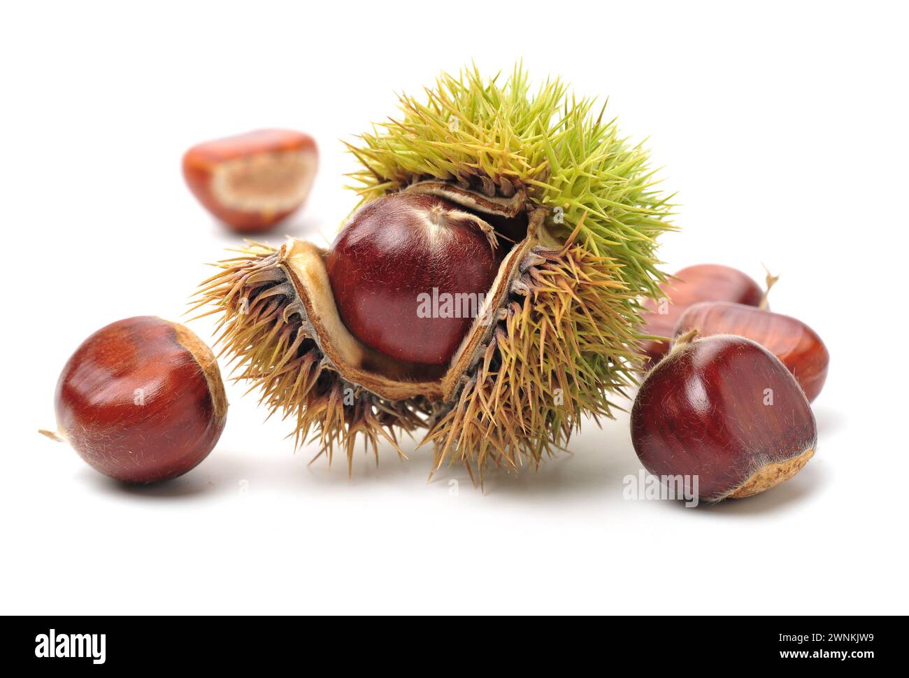 Sweet chestnut on white background Stock Photo - Alamy