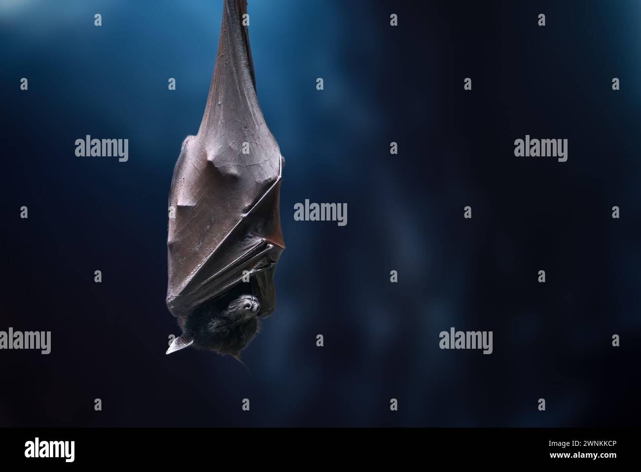 Large Flying Fox (Pteropus vampyrus) sleeping upside down Stock Photo ...