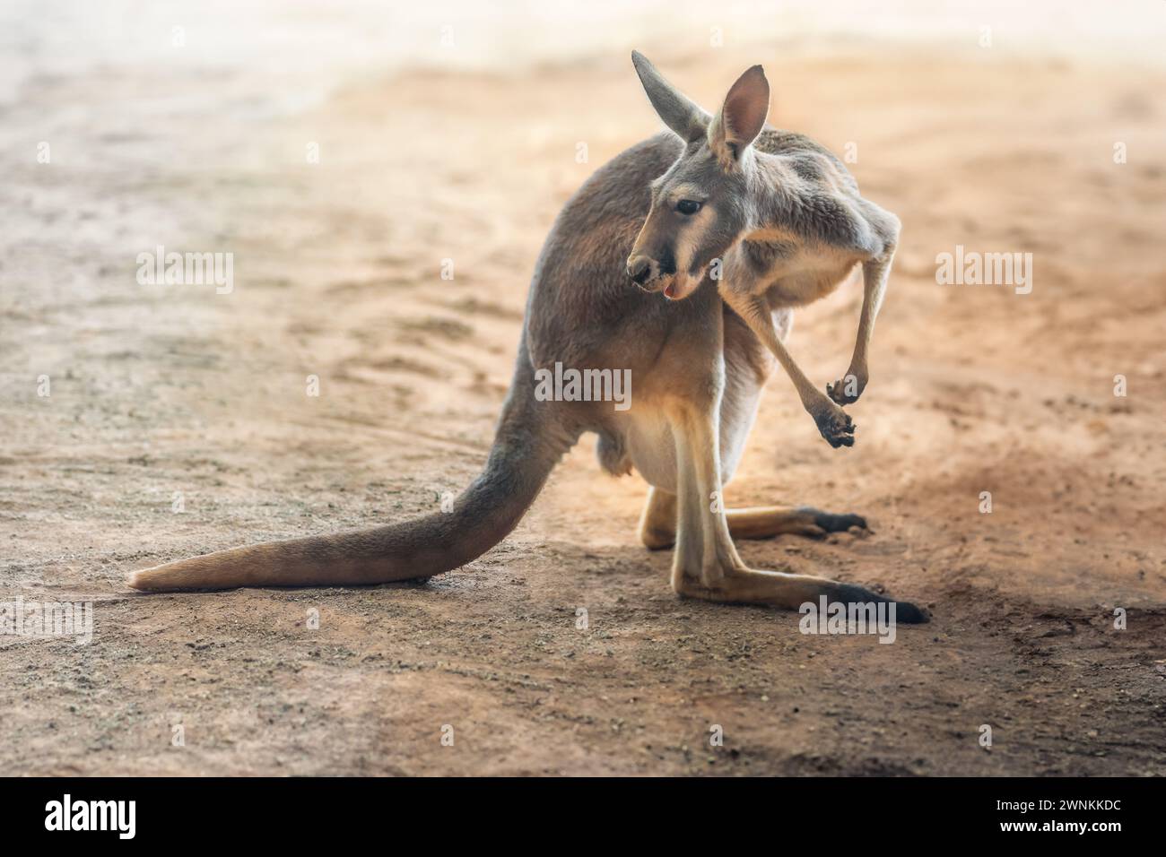 Kangaroo ears hi-res stock photography and images - Alamy
