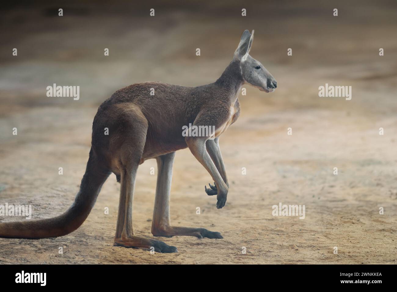 Red Kangaroo (Osphranter rufus) - Australian Marsupial Stock Photo - Alamy