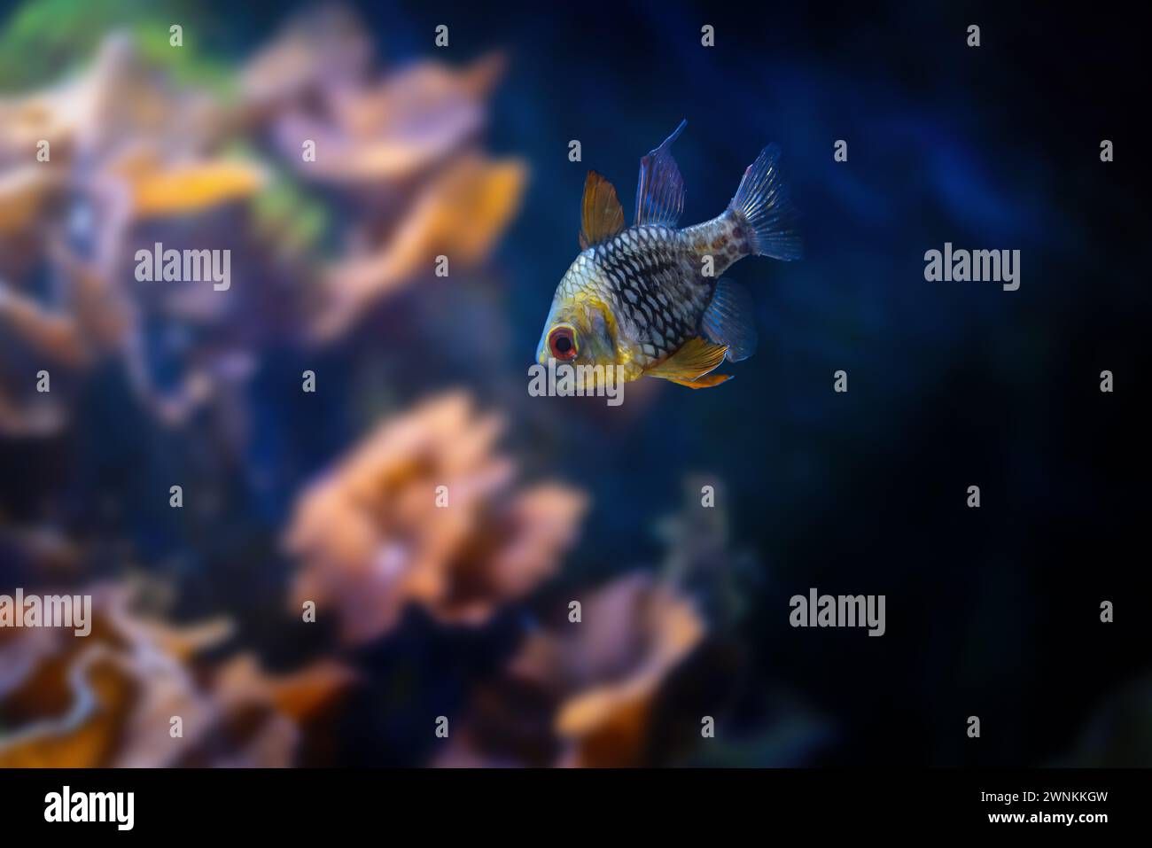 Pajama Cardinalfish (Sphaeramia nematoptera) - Marine Fish Stock Photo ...