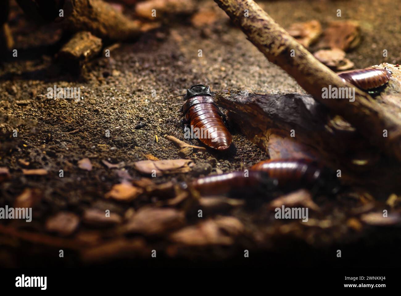 Madagascar Hissing Cockroach (Gromphadorhina portentosa Stock Photo - Alamy
