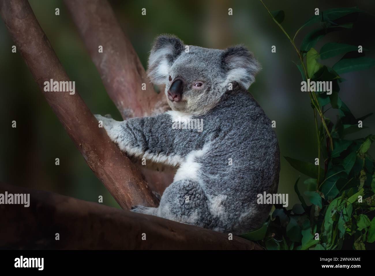 Koala (Phascolarctos cinereus) - Australian Marsupial Stock Photo - Alamy