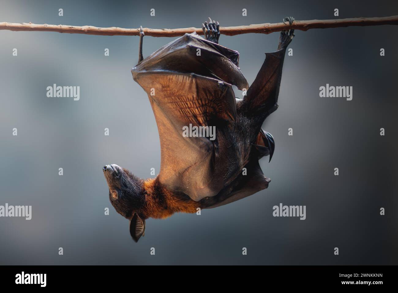 Large Flying Fox (Pteropus vampyrus Stock Photo - Alamy